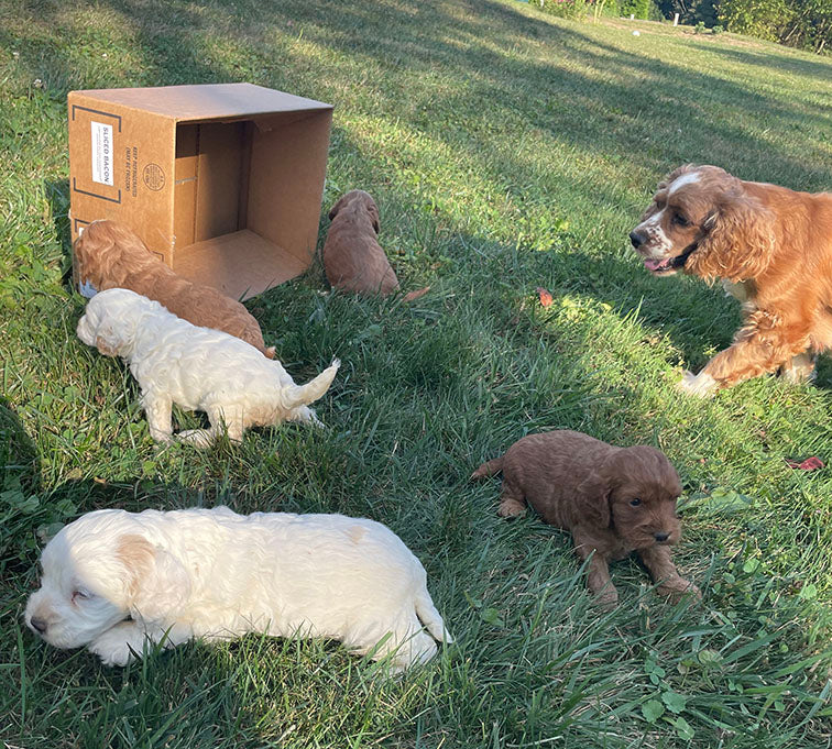 Ms. Lily and her Littles – Miller Family Puppy Love