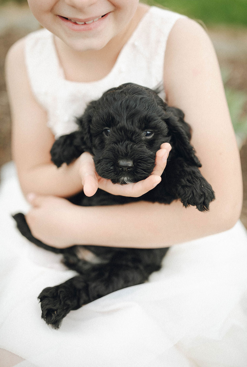 Tia - Female Cockapoo Puppy – Miller Family Puppy Love