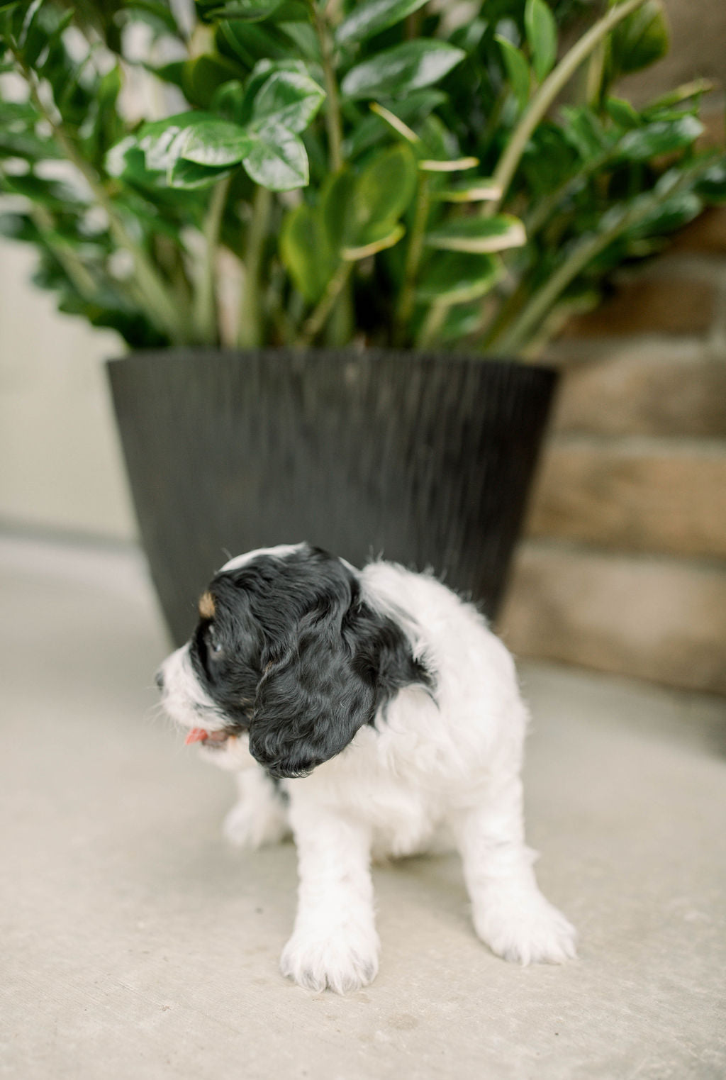 Cockapoo Puppies For Sale - Ohio – Miller Family Puppy Love