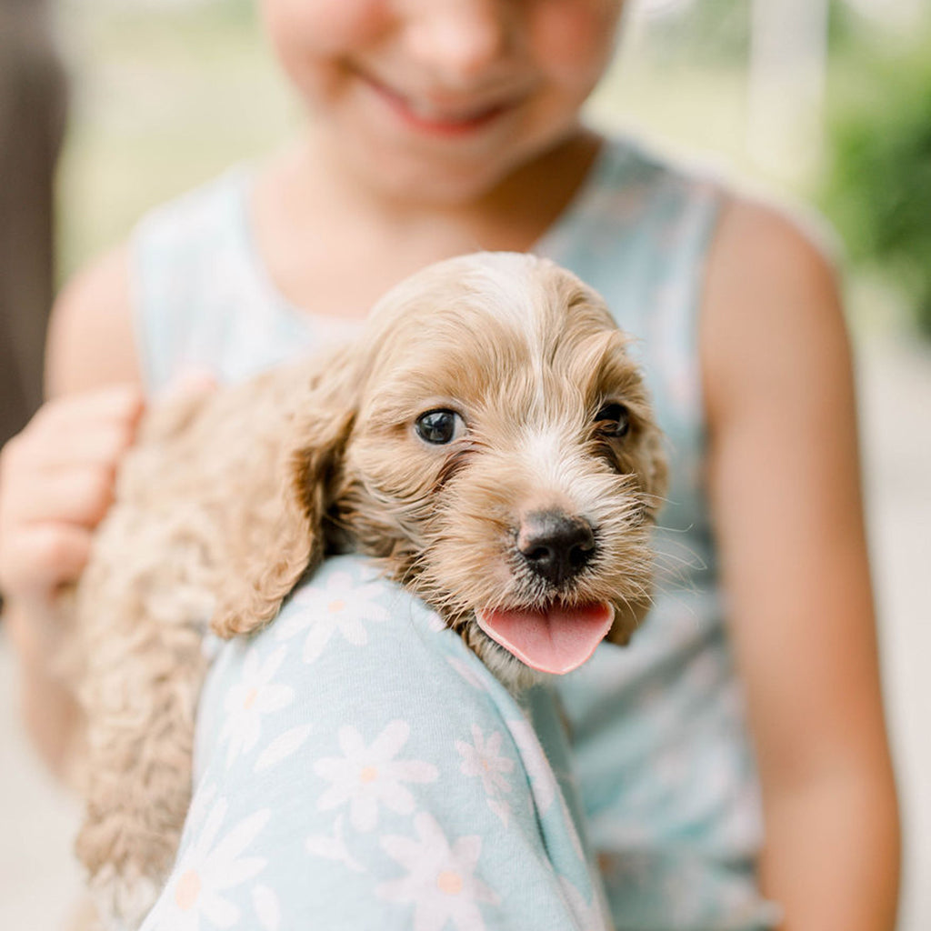 Cockapoo Puppies For Sale - Ohio – Miller Family Puppy Love